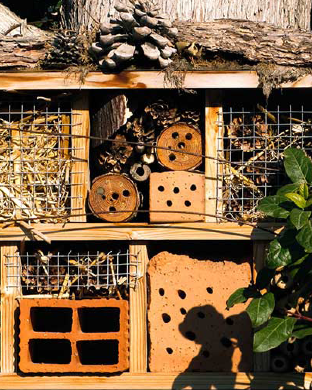 Insect Boxes: Build It & They’ll Come… But What’s Next? - Green Tourism